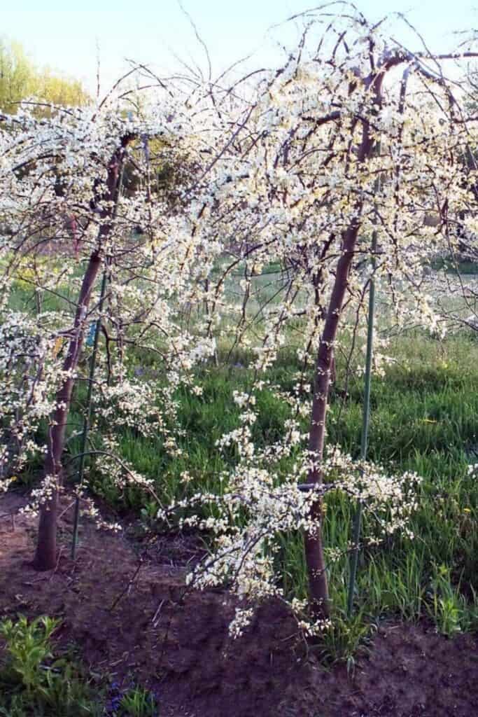 21 Stunning White Flowering Trees - Elevate Your Yards Elegance
