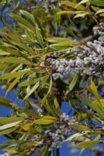 Top 7 Trees for Enhanced Privacy Along Your Fence Line