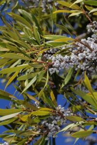 Top 7 Trees for Enhanced Privacy Along Your Fence Line