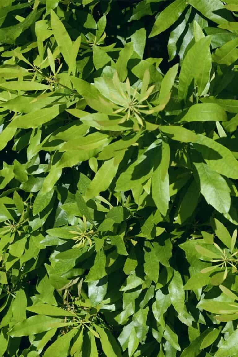 Top 7 Trees for Enhanced Privacy Along Your Fence Line