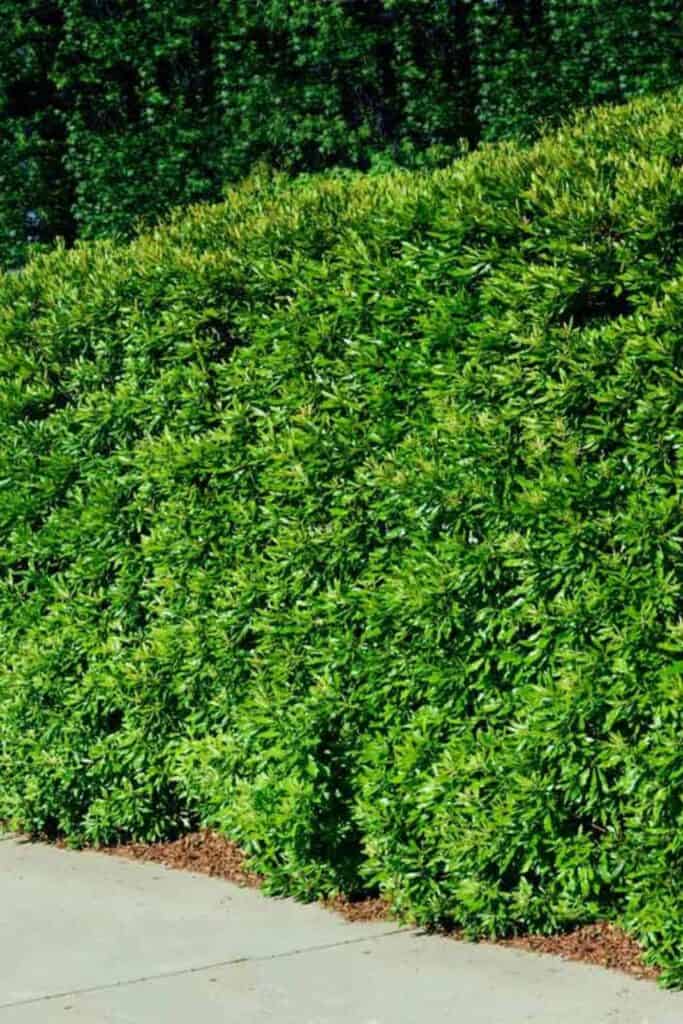 Top 7 Trees for Enhanced Privacy Along Your Fence Line