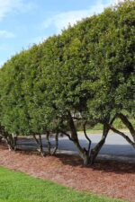 Top 7 Trees for Enhanced Privacy Along Your Fence Line