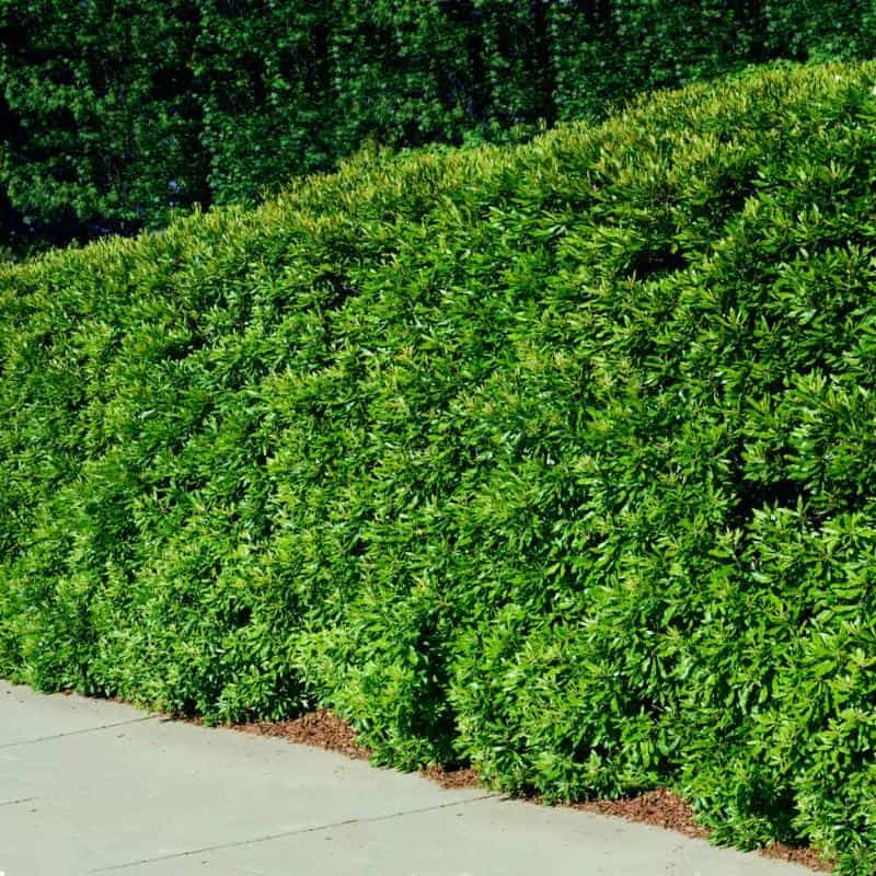 Top 7 Trees for Enhanced Privacy Along Your Fence Line