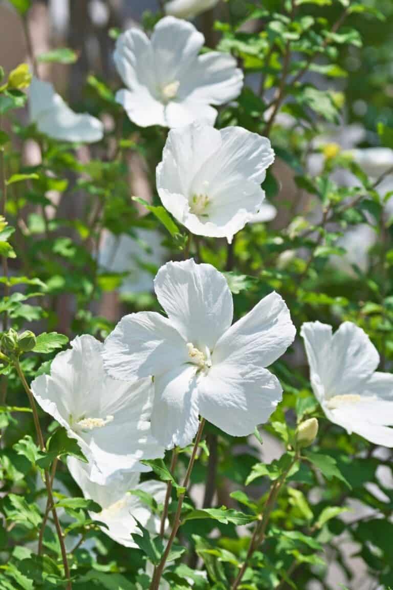 21 Stunning White Flowering Trees - Elevate Your Yards Elegance