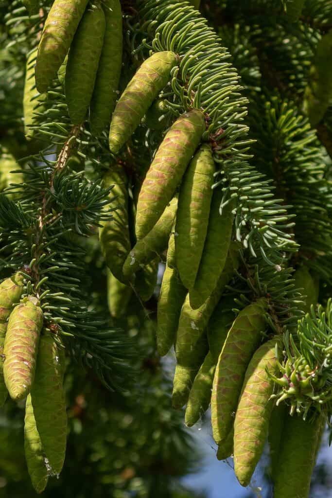 7 Best Evergreen Trees for Privacy & Year-Round Color