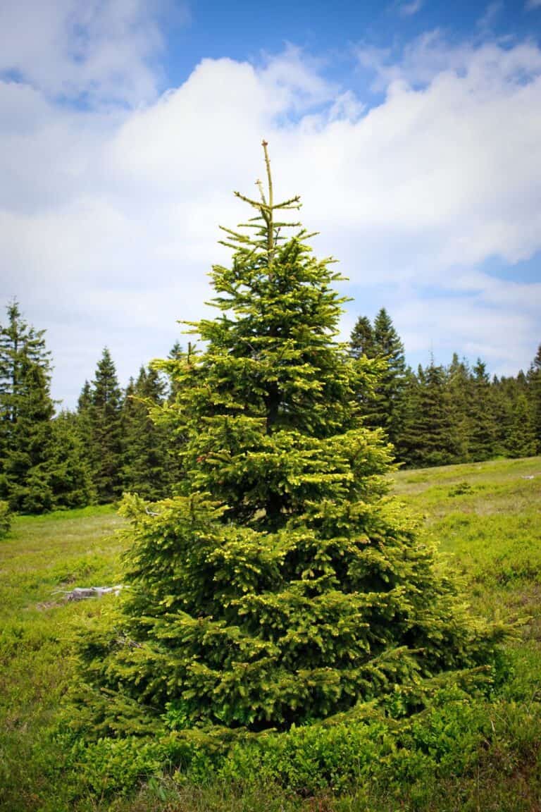 7 Best Evergreen Trees for Privacy & Year-Round Color