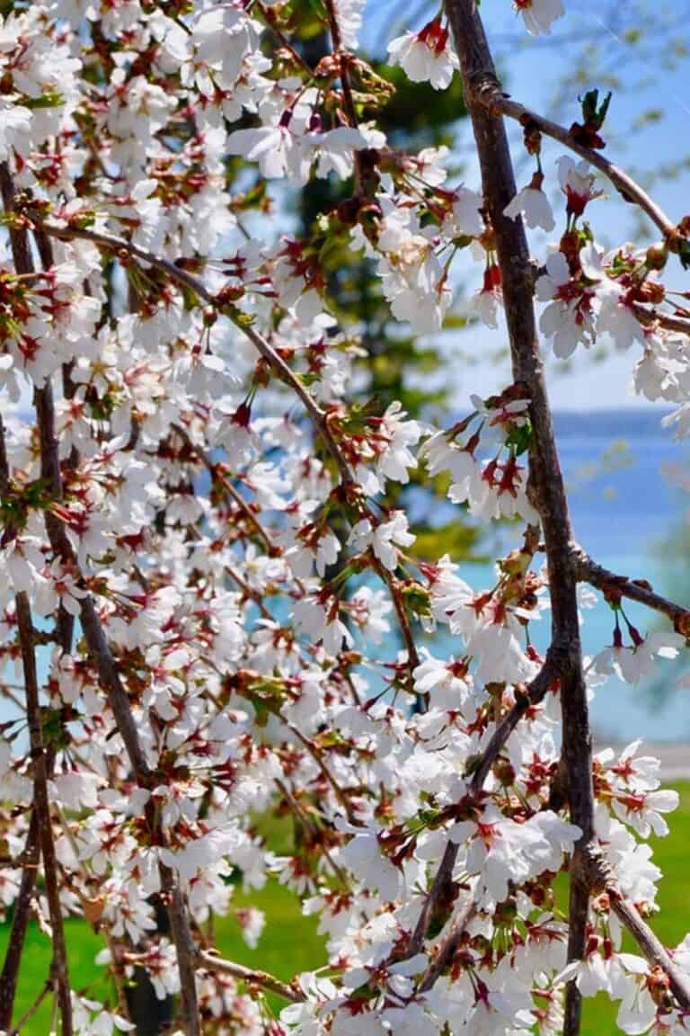 10 Most Popular Spring Flowering Trees (Chosen by You!)