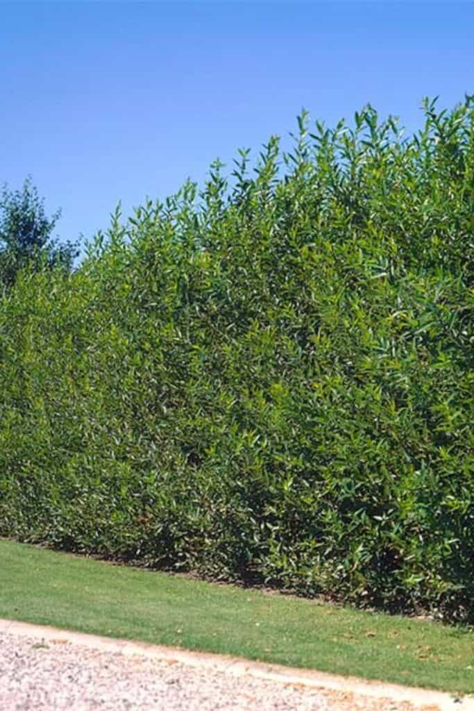 9 Tall Skinny Privacy Trees to Transform Your Yard into a Peaceful Retreat