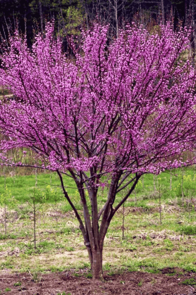 29 Enchanting Purple Flowering Trees to Brighten Your Landscape