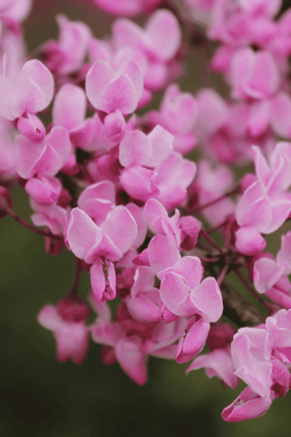29 Stunning Pink Flowering Trees to Transform Your Garden