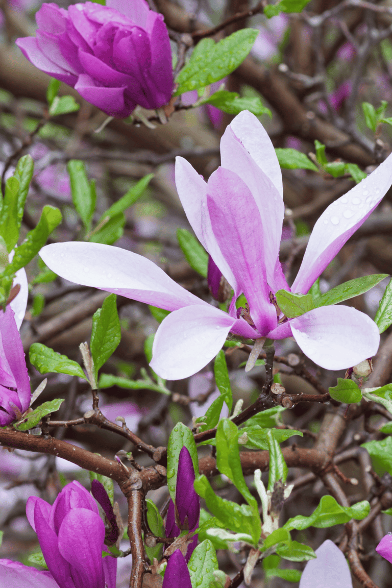 29 Enchanting Purple Flowering Trees to Brighten Your Landscape