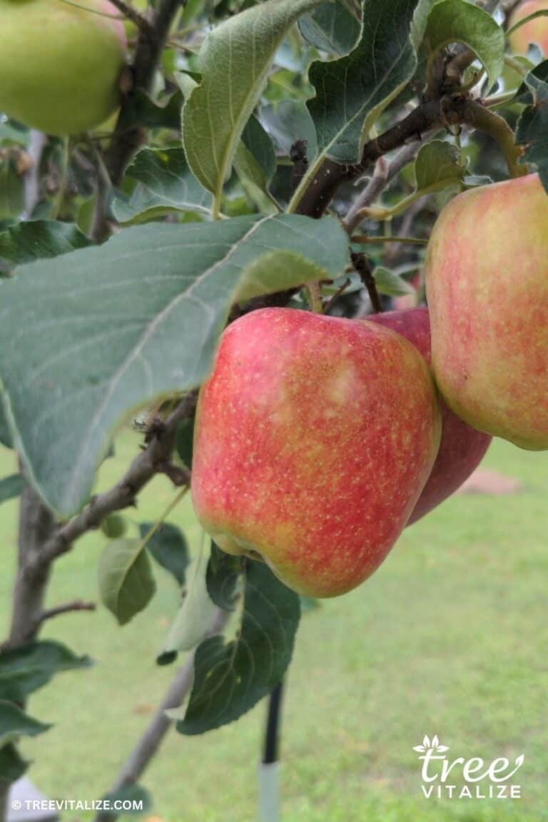 11 Fastest Growing Apple Trees That Bear Fruit Quickly (1st Year)