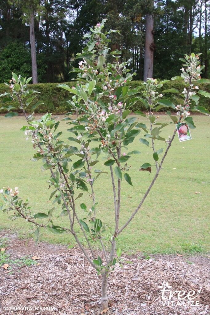 11 Fastest Growing Apple Trees That Bear Fruit Quickly (1st Year)