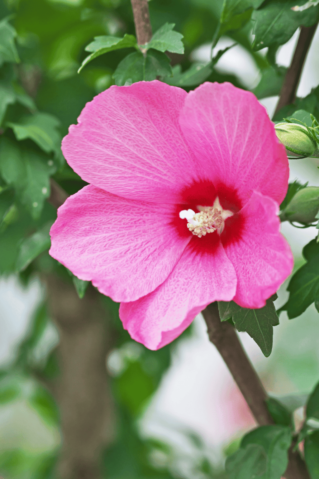 29 Stunning Pink Flowering Trees to Transform Your Garden