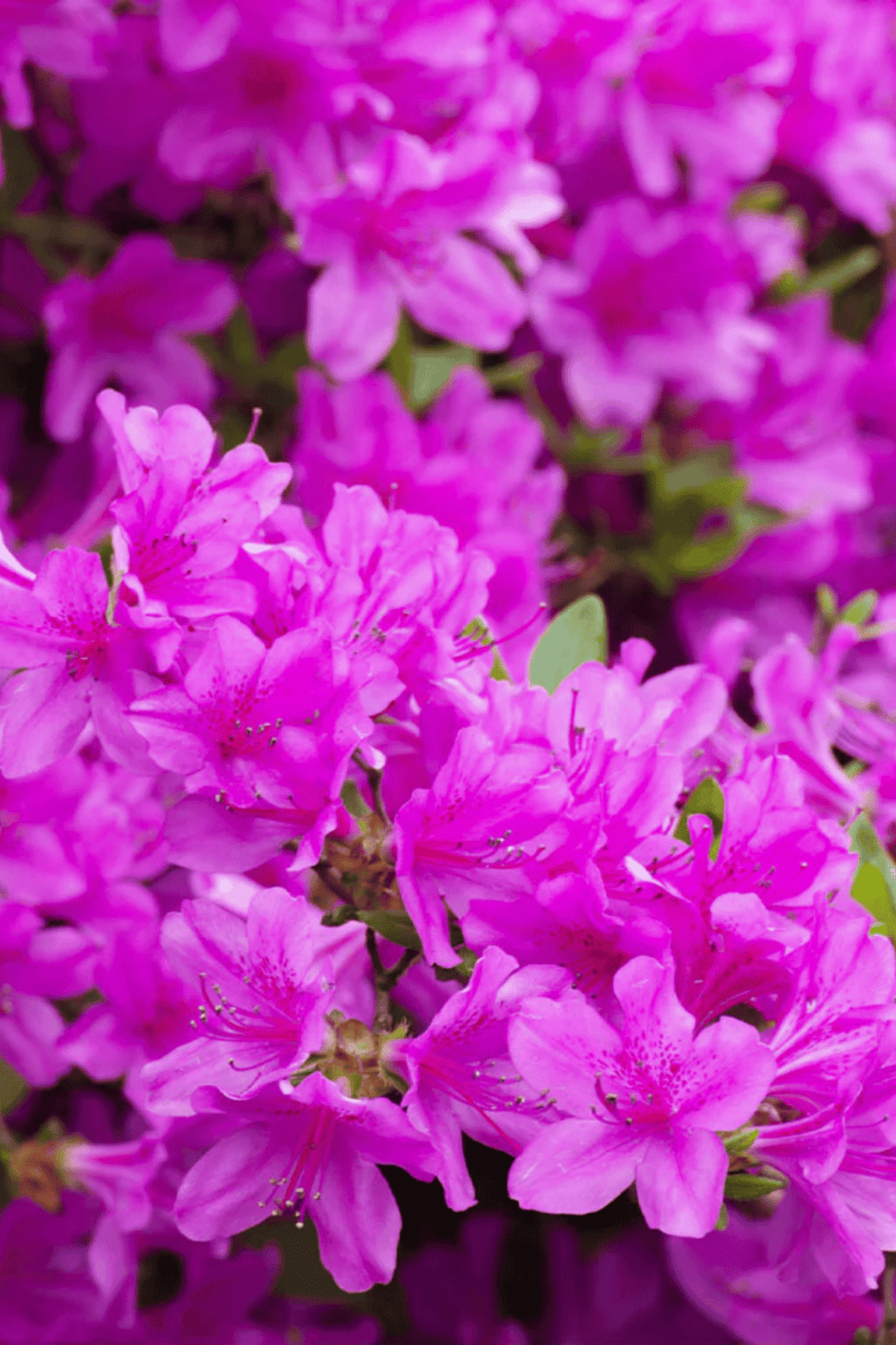 29 Enchanting Purple Flowering Trees to Brighten Your Landscape