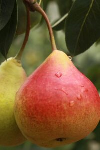 14 Fastest Growing Pear Trees That Bear Fruit Quickly (1st Year)