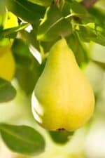 14 Fastest Growing Pear Trees That Bear Fruit Quickly (1st Year)