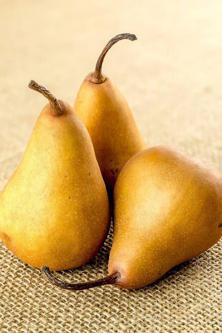 14 Fastest Growing Pear Trees That Bear Fruit Quickly (1st Year)