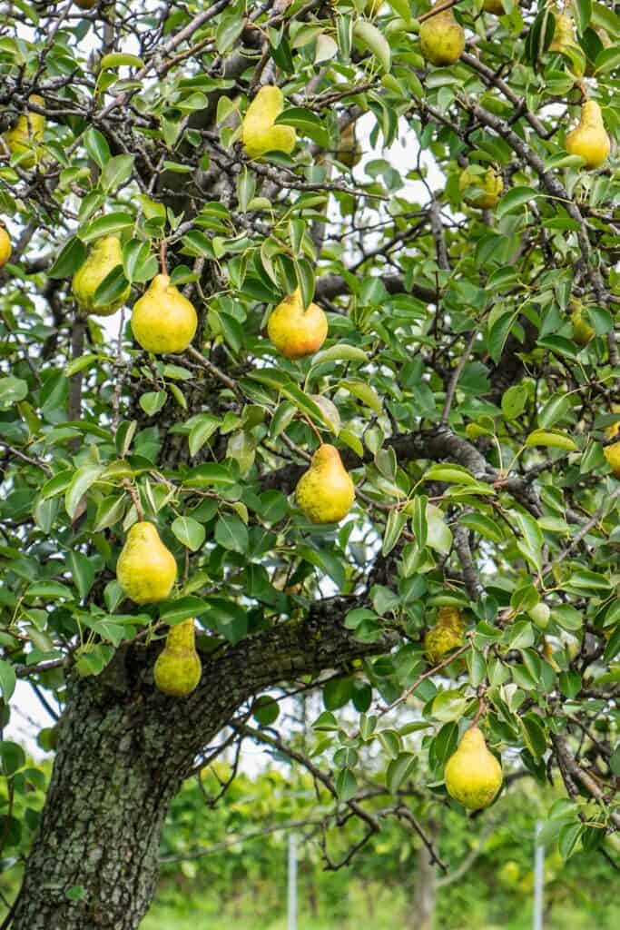 14 Fastest Growing Pear Trees That Bear Fruit Quickly (1st Year)