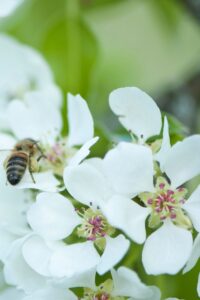 14 Fastest Growing Pear Trees That Bear Fruit Quickly (1st Year)