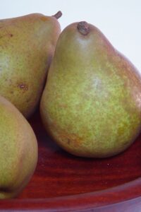 14 Fastest Growing Pear Trees That Bear Fruit Quickly (1st Year)