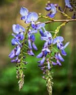 12 Stunning Blue Flowering Trees for Your Garden
