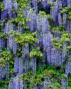 12 Stunning Blue Flowering Trees for Your Garden
