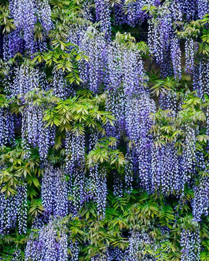 12 Stunning Blue Flowering Trees for Your Garden