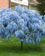 12 Stunning Blue Flowering Trees for Your Garden