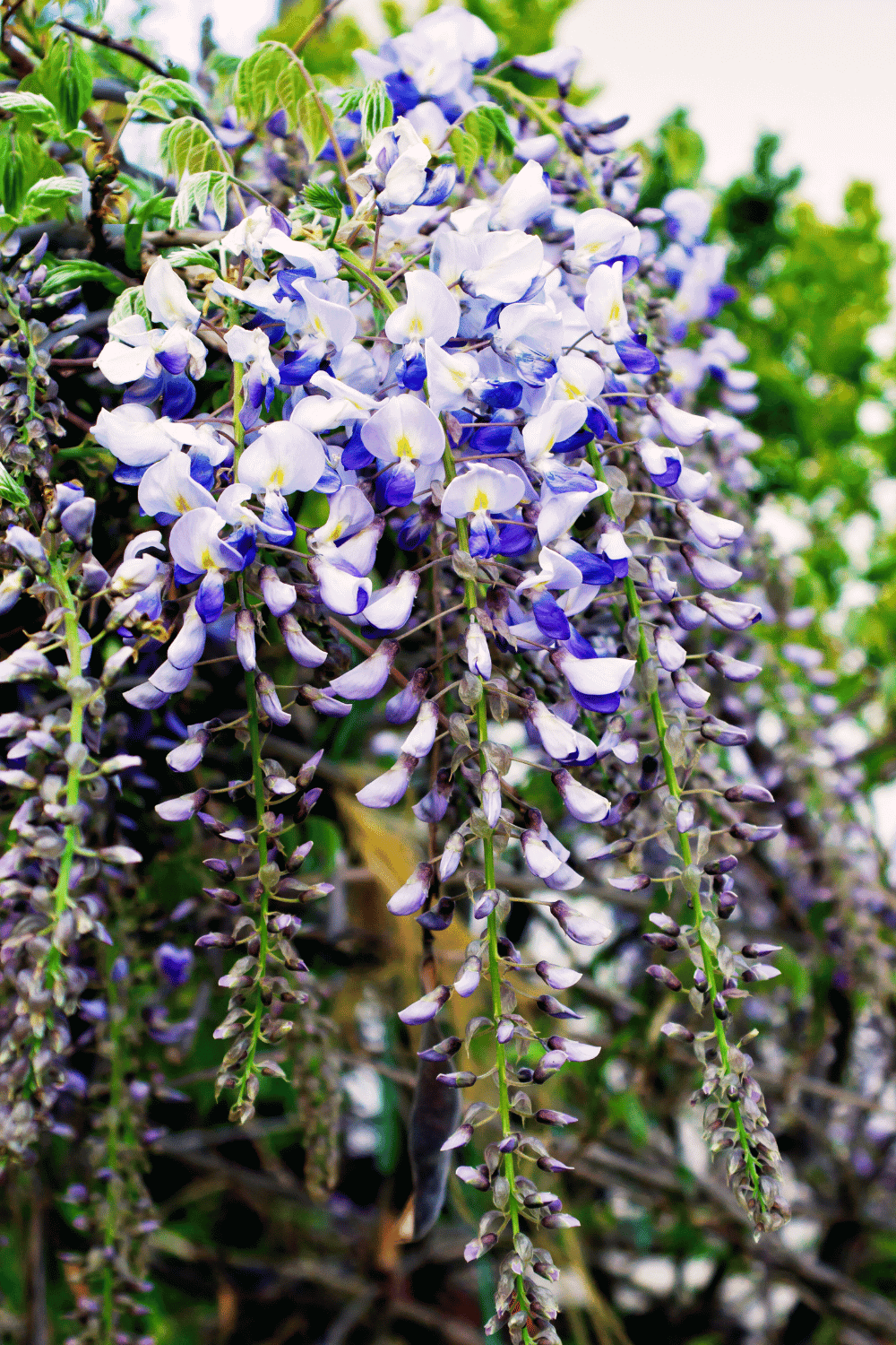 12 Stunning Blue Flowering Trees for Your Garden