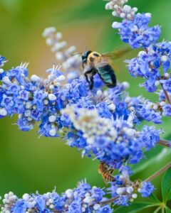 12 Stunning Blue Flowering Trees for Your Garden