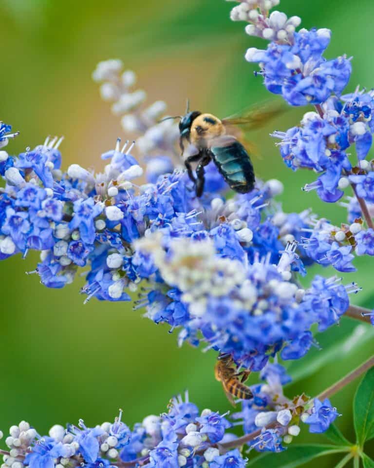 12 Stunning Blue Flowering Trees for Your Garden