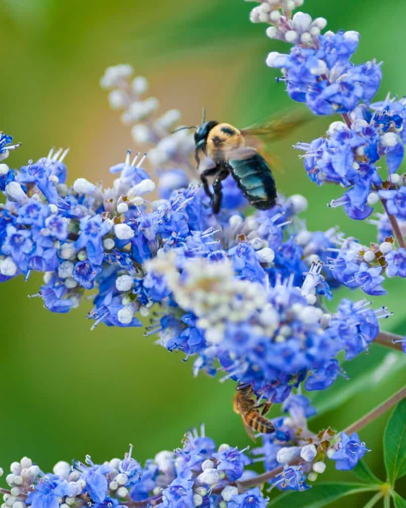 12 Stunning Blue Flowering Trees for Your Garden