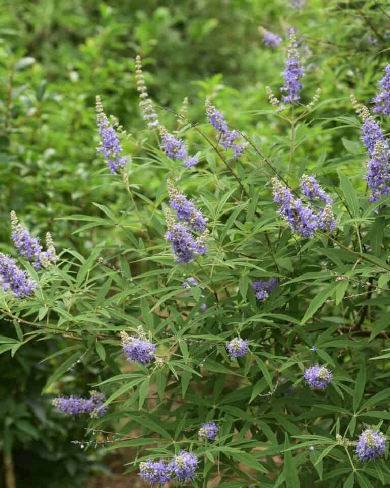 12 Stunning Blue Flowering Trees for Your Garden