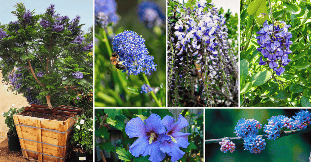 12 Stunning Blue Flowering Trees for Your Garden
