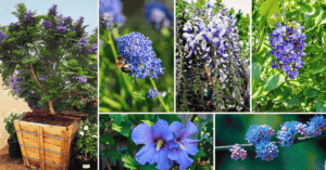 20 Full-Sized & Small Ornamental Flowering Trees for Zone 7