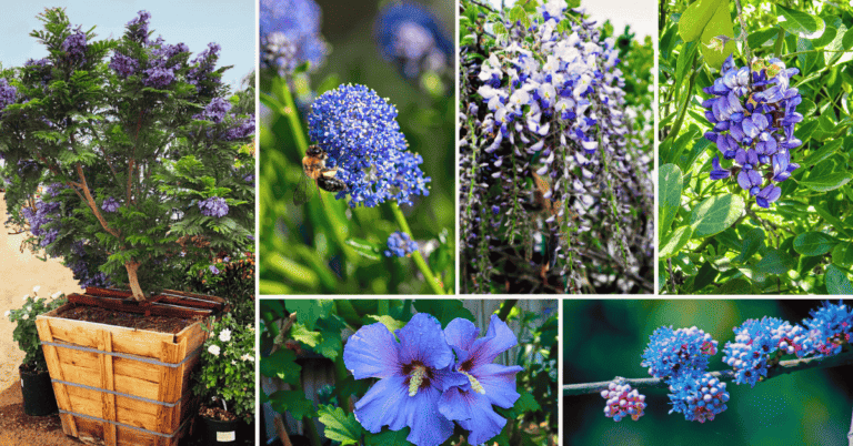 12 Stunning Blue Flowering Trees for Your Garden
