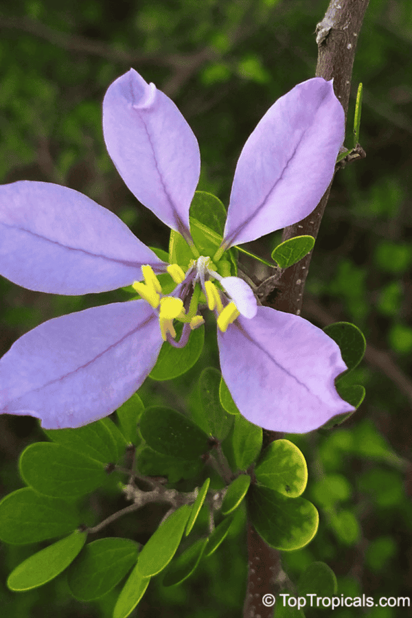 12 Stunning Blue Flowering Trees for Your Garden