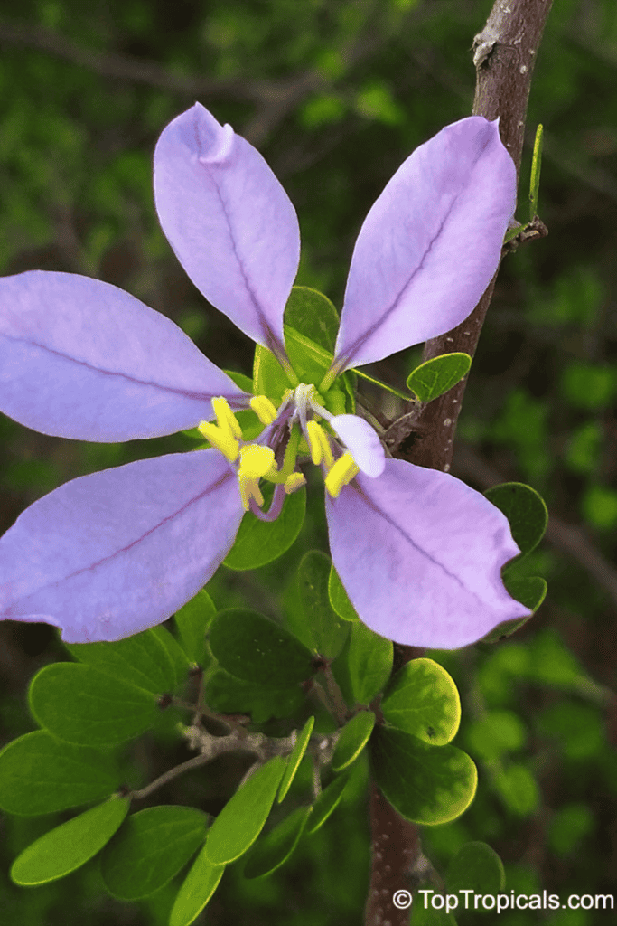 12 Stunning Blue Flowering Trees for Your Garden