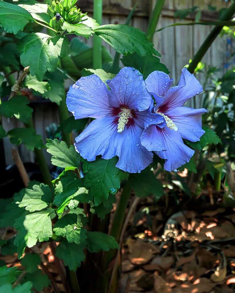 12 Stunning Blue Flowering Trees for Your Garden