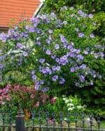12 Stunning Blue Flowering Trees for Your Garden