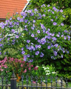 12 Stunning Blue Flowering Trees for Your Garden