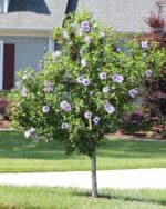 12 Stunning Blue Flowering Trees for Your Garden