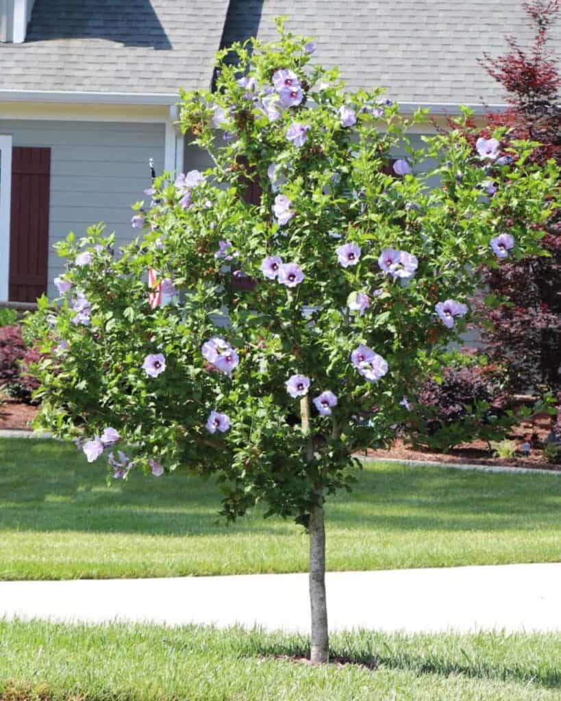 12 Stunning Blue Flowering Trees for Your Garden