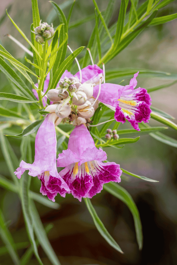 29 Enchanting Purple Flowering Trees to Brighten Your Landscape