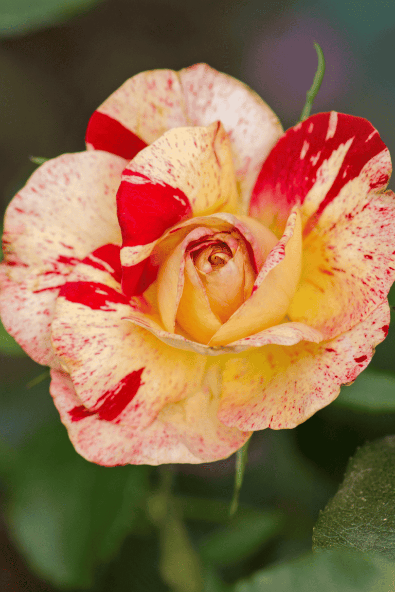 16 Stunning Yellow Flowering Trees to Brighten Up Your Garden
