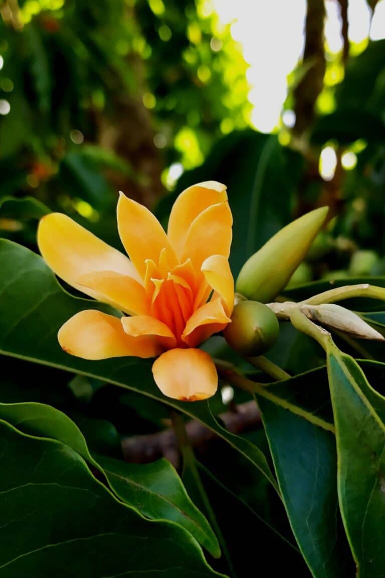 21 Must-Have Spectacular Orange Flowering Trees That Impress