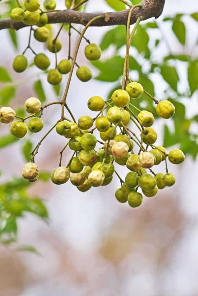 19 Fastest Growing Trees with Growth Rates up to 32 Ft Per Year!