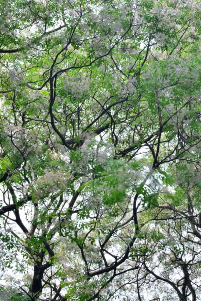 19 Fastest Growing Trees with Growth Rates up to 32 Ft Per Year!