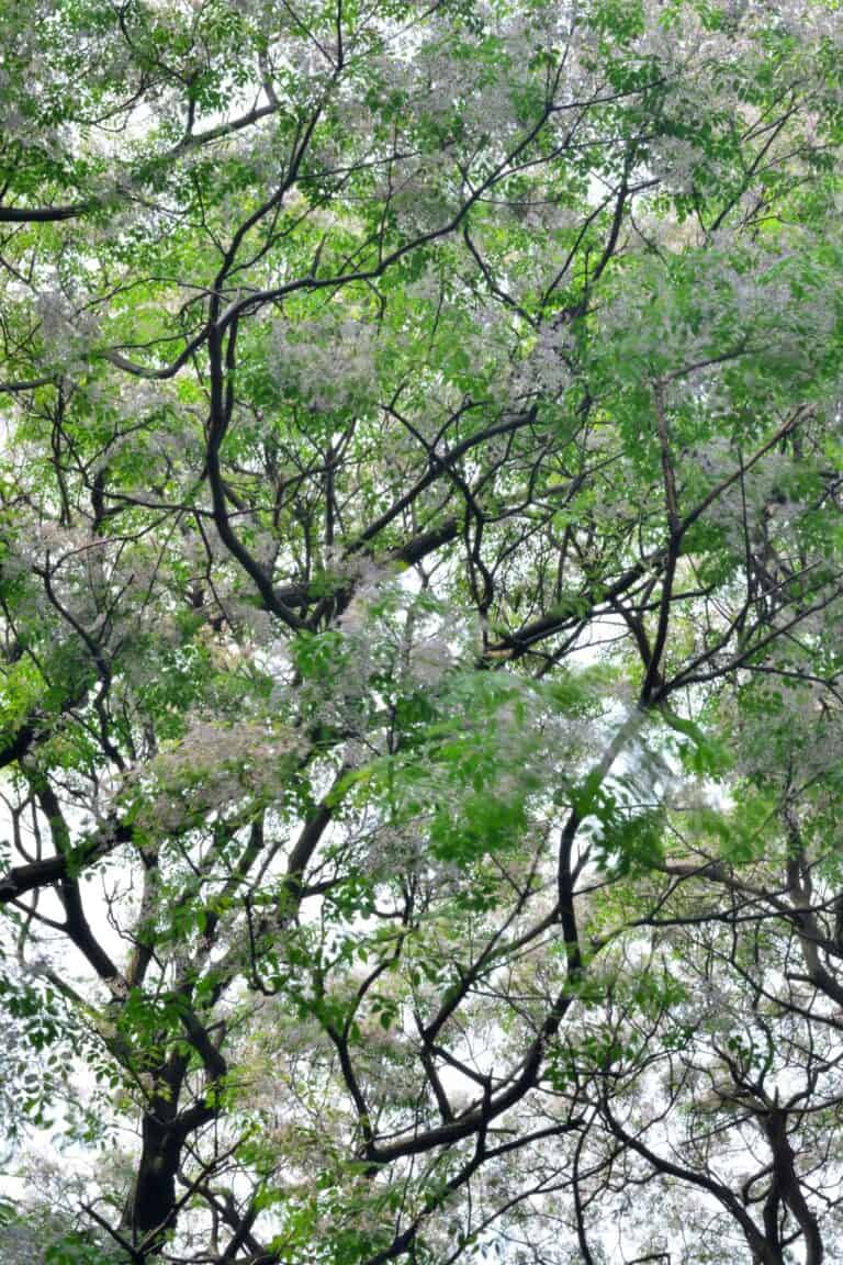 19 Fastest Growing Trees with Growth Rates up to 32 Ft Per Year!